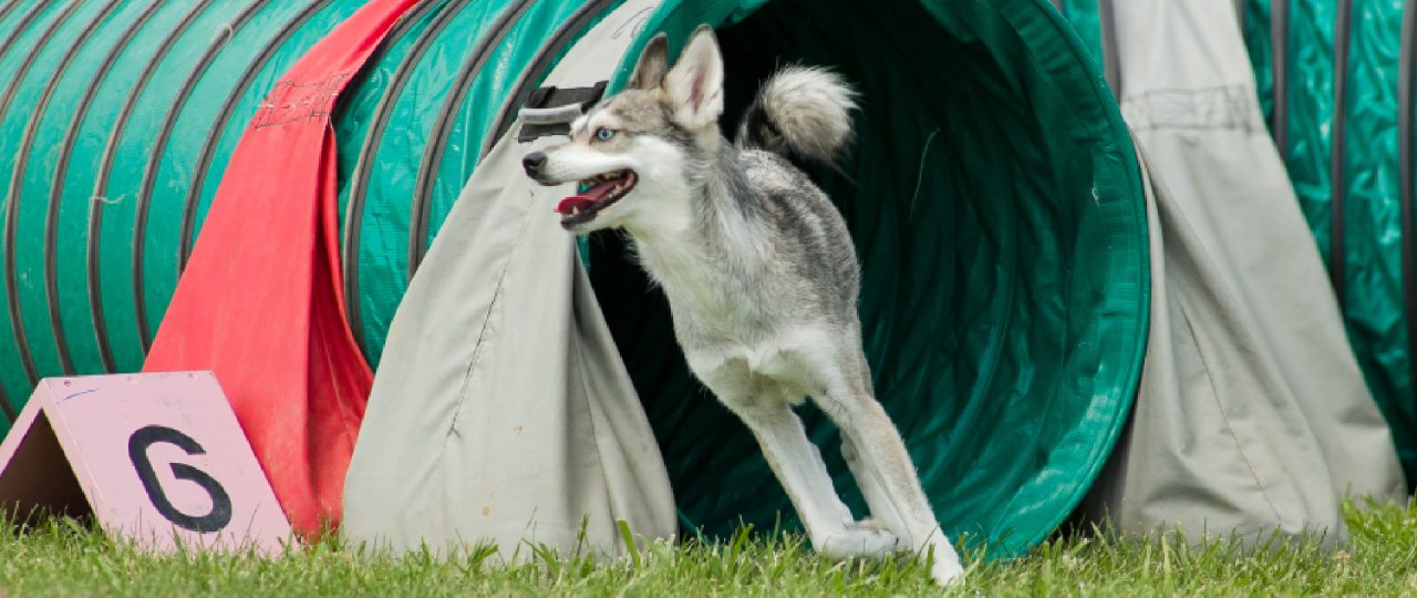 Events | Minnesota Mixed Breed Club